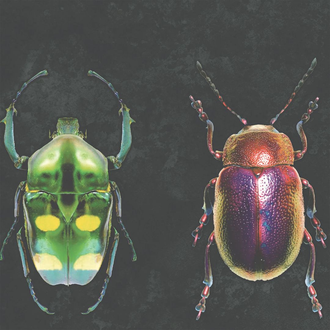 Beetle Jewels Wallpaper - Black – Lime Lace