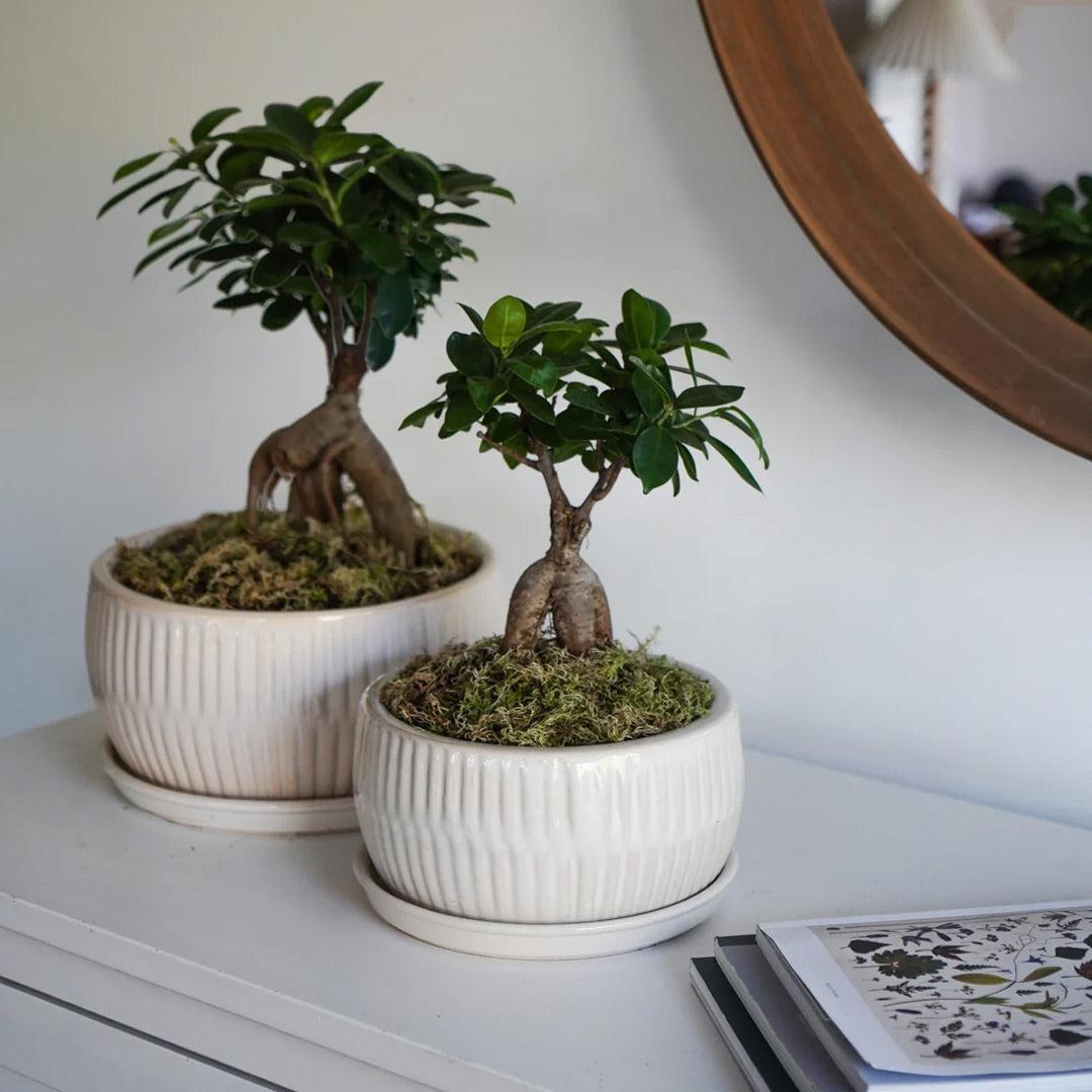 Bonsai Plant Tables How To Find The Perfect Bonsai Pot For Your Tree