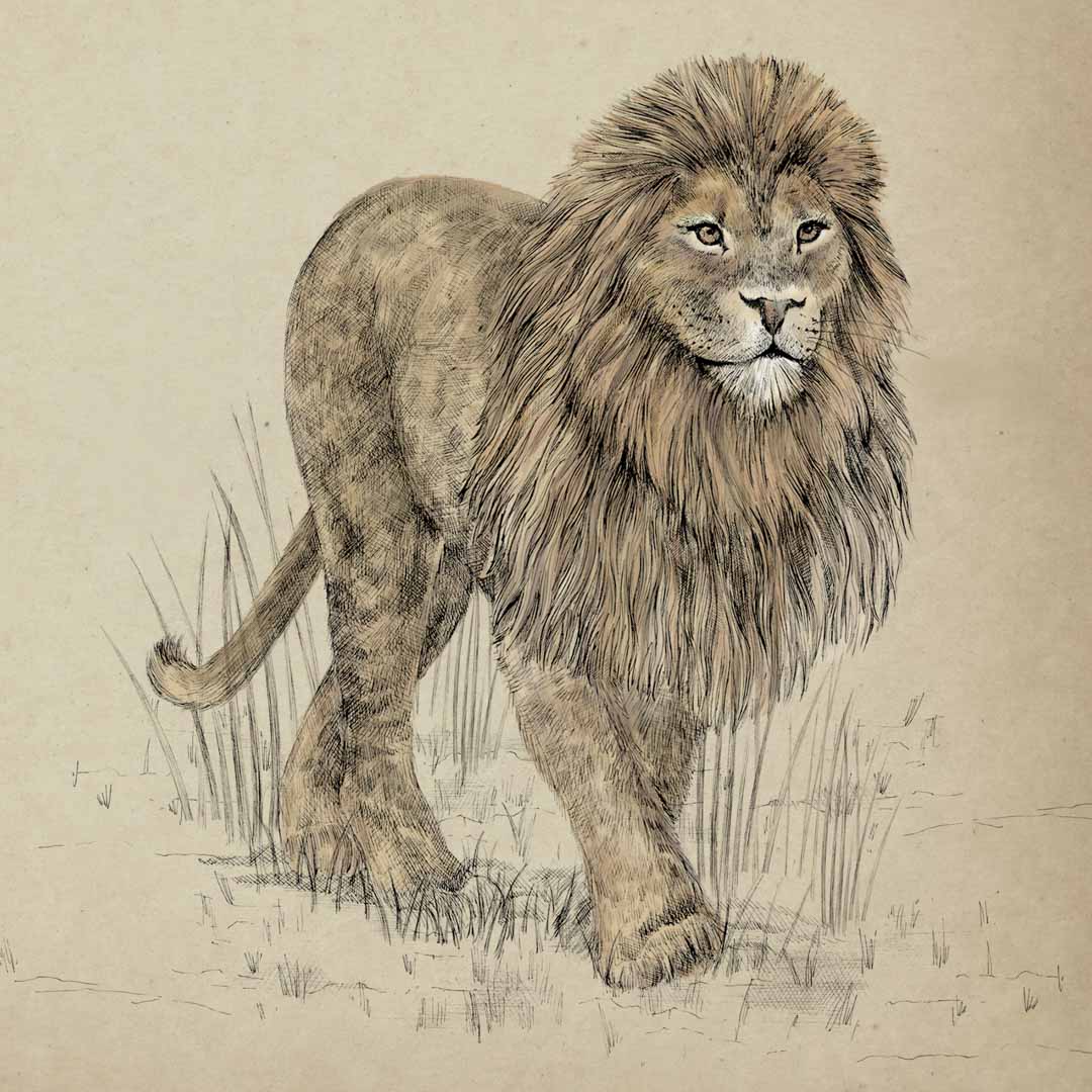 Leonard the Lion - Fine Art Print - Victoria Sanders – Lime Lace