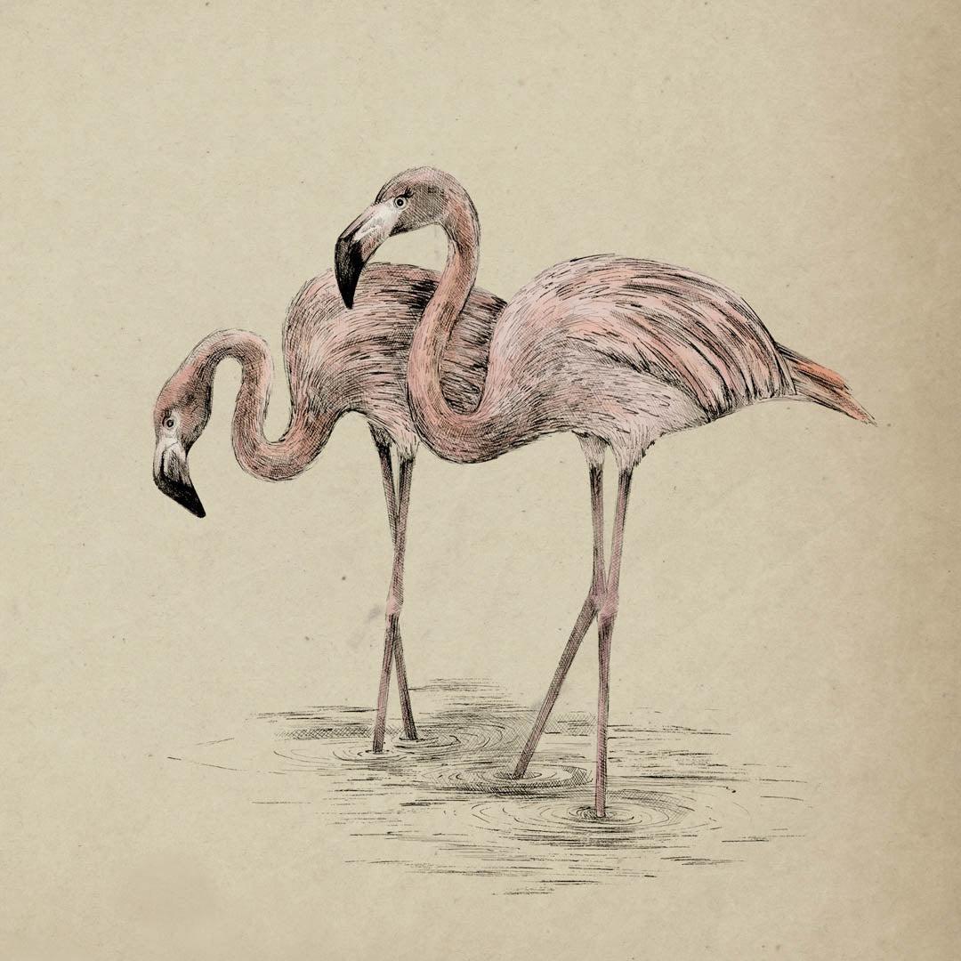 Polly and Paloma Plumes - Fine Art Print - Victoria Sanders – Lime Lace