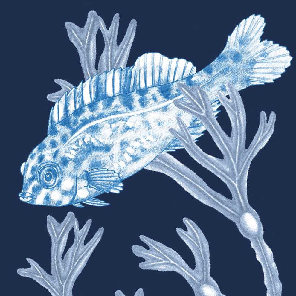 Corkwing Wrasse Artwork - Denim – Lime Lace