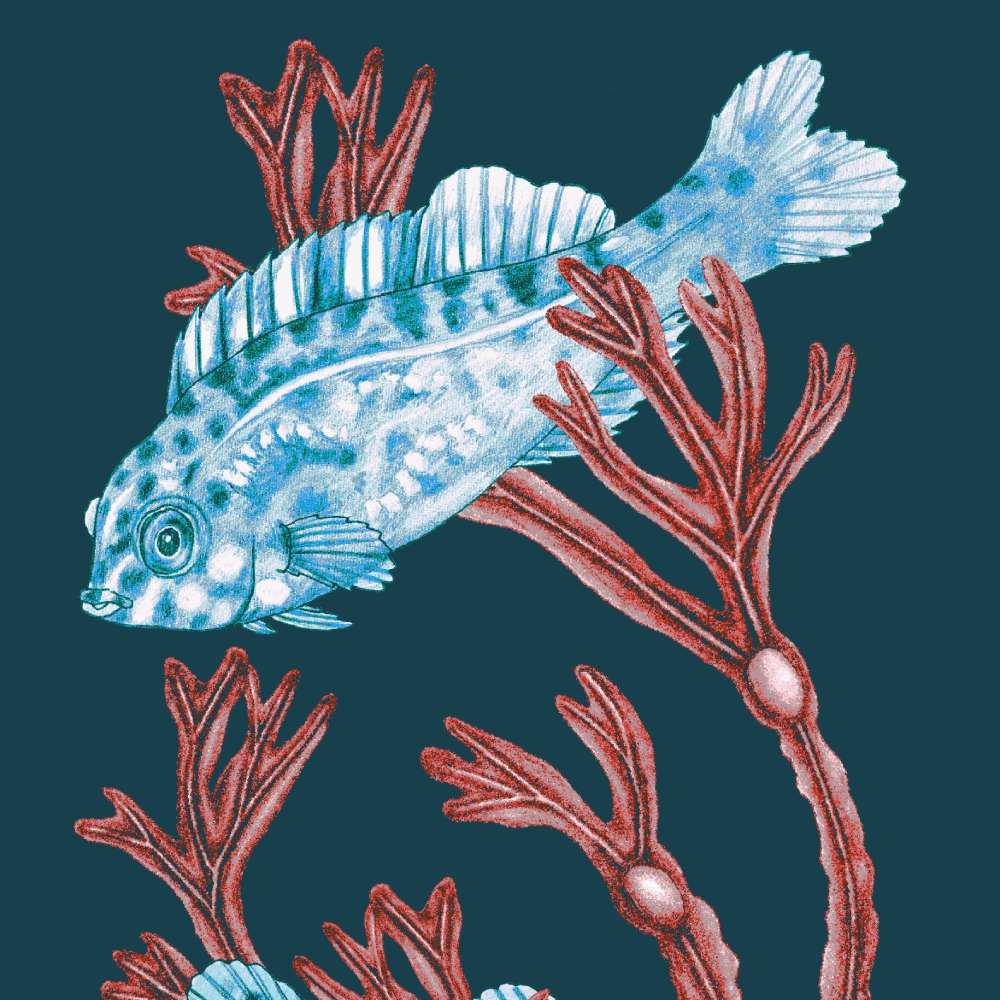 Corkwing Wrasse Artwork - Peacock – Lime Lace